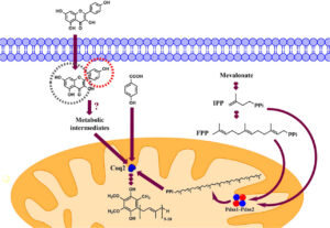 Publications – The Kwon Lab